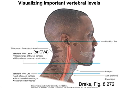 Viscera Of The Neck Flashcards Quizlet