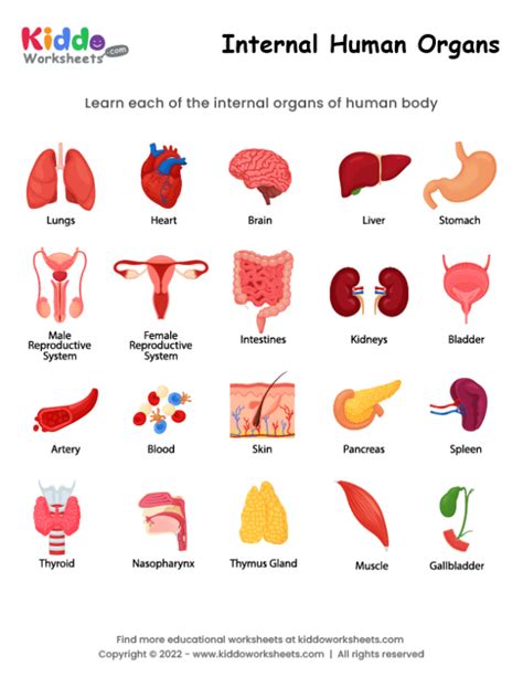 Free Printable Internal Human Organs Worksheet Kiddoworksheets