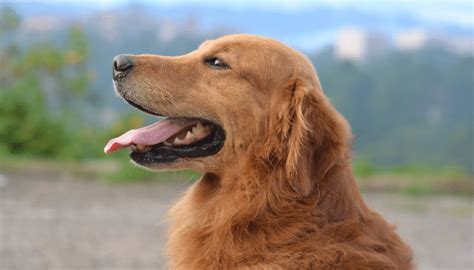 Raça Golden Retriever Saiba tudo sobre a raça escocesa