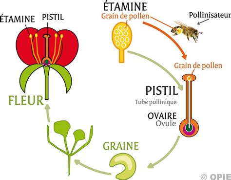 Les Pollinisateurs Jardins Familiaux