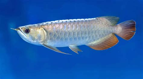 Exotic Freshwater Fish Store