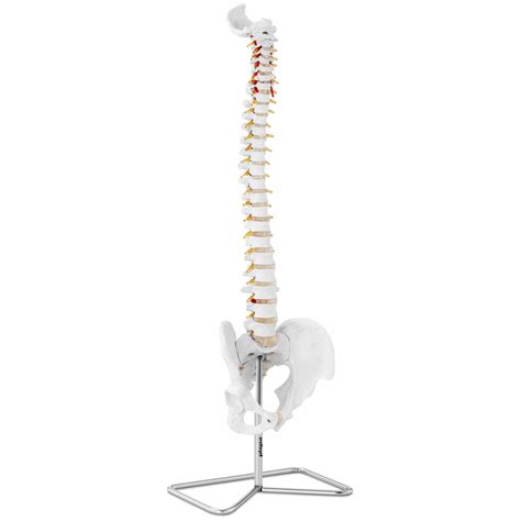 Anatomiczny Model Miednicy Niska Cena Na Allegro Pl