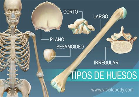 Clasificaci N De Los Huesos