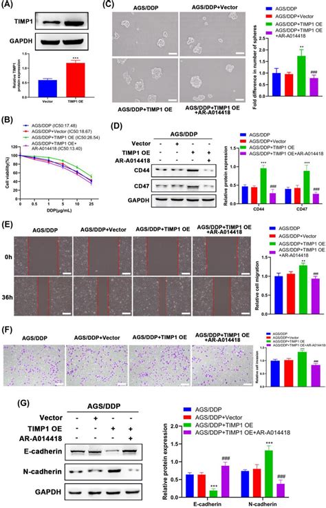 Timp Regulated The Wnt Catenin Signaling Pathway In Ddp Resistant