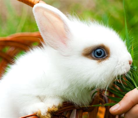 RAZAS DE CONEJOS Y Sus Características Con Fotos 55 OFF