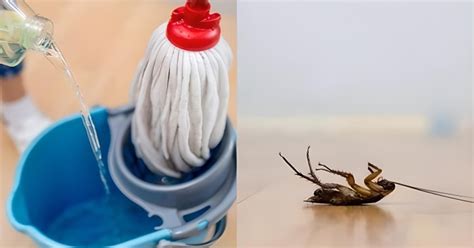 Cómo hacer una mezcla casera para alejar a las cucarachas