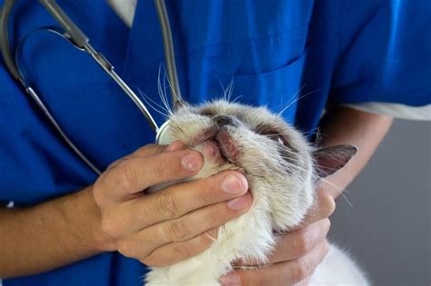 Les Allergies Chez Les Chats Comment Les Rep Rer Et Les Traiter