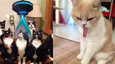 BEST DANK CAT MEMES COMPILATION OF 2020 Part 16 From TikTok YouTube