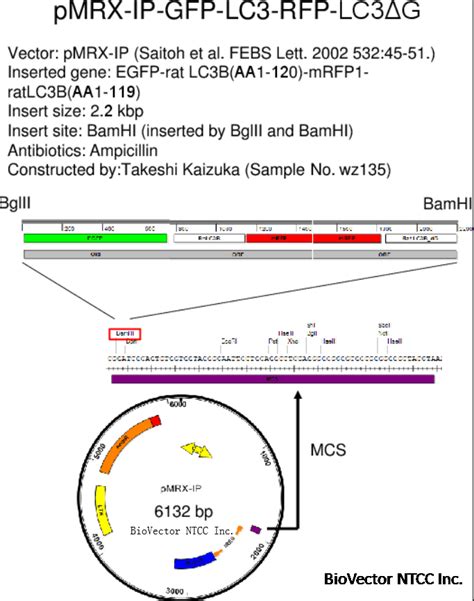 pMRX IP GFP LC3 RFP LC3ΔG逆病毒细胞自噬双荧光检测质粒载体 BioVector NTCC质粒载体菌种细胞基因保藏中心