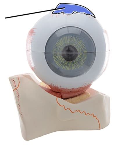 Vision Hearing Flashcards Quizlet