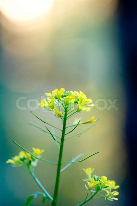 Smukke Sm Gule Blomster I Naturen Stock Foto Colourbox