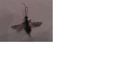 Insecte De Maison Volant Ventana Blog