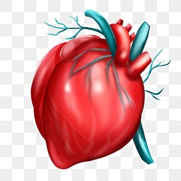 Human Heart PNG Vector PSD And Clipart With Transparent Background