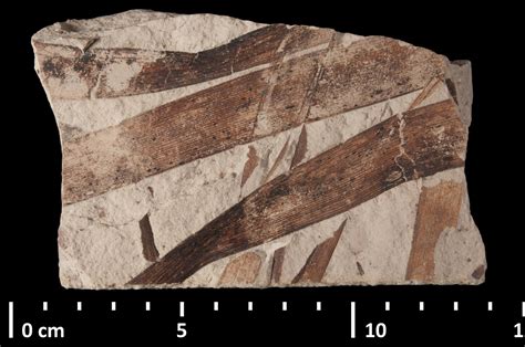 Overview Of Angiosperm Phylogeny Digital Atlas Of Ancient Life Riset