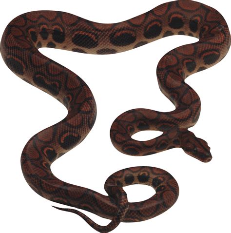 Collection Of Python Snake PNG PlusPNG