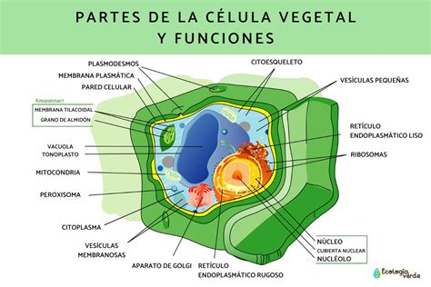 Célula vegetal qué es partes características y funciones Resumen