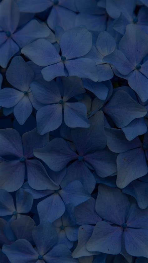 Pin By Sweet T Photography Portland On Flower Power In 2024 Cool