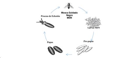 Ciclo de vida de la Mosca Soldado Negro MSN Fuente elaboración propia