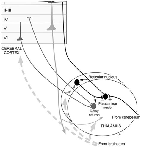 Frontiers Functional Anatomy Of Non Rem Sleep