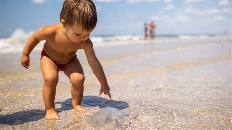 Punture Di Medusa Come Comportarsi Con I Bambini BimbiSanieBelli It