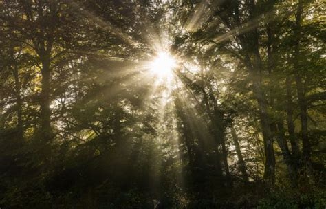 Free Images Landscape Tree Nature Forest Path Light Sun Road