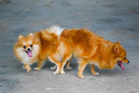 Por qué los perros se quedan pegados cuando se aparean