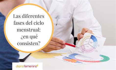 Qué es el ciclo menstrual y cuáles son sus fases TODO lo que debes