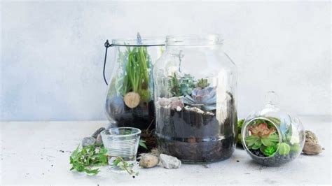 Cómo hacer un terrario de plantas Handfie DIY