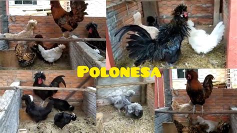 CONHEÇA A RAÇA DE GALINHA POLONESA YouTube