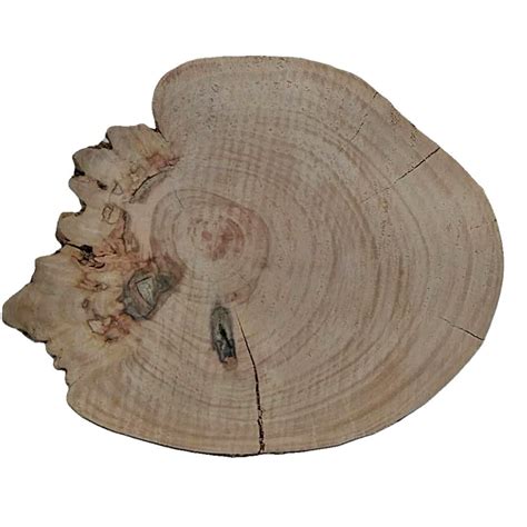 Bolacha Madeira Tronco Rustica Aparada 30 X 25 X 5cm MadeiraMadeira
