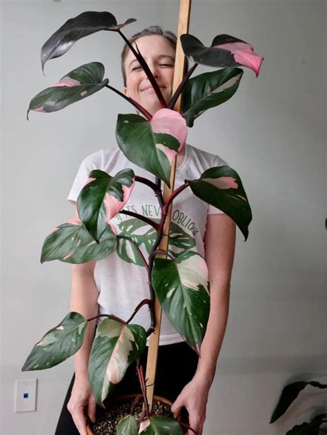 Philodendron Pink Princess Secrets Revealed