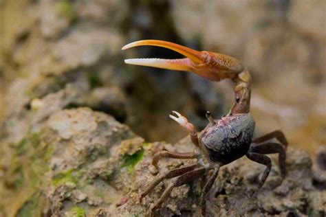 Fiddler Crab Tank