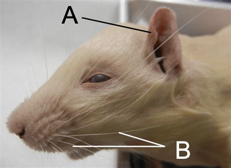 Rat Dissection Diagram Quizlet