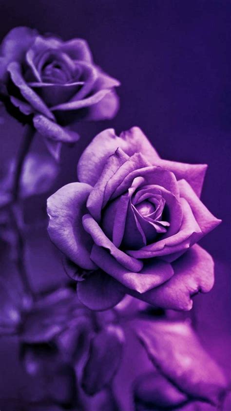 Top 999 Dark Purple Aesthetic Wallpaper Full HD 4K Free To Use