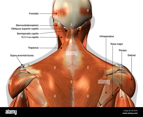 Muscles Labeled Front And Back Labelled Diagram Of Muscles In The