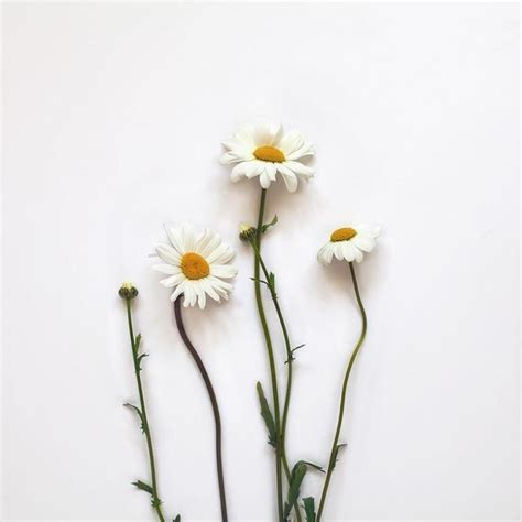Bunga Aesthetic Pinterest