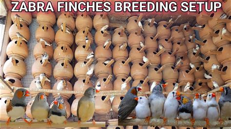 Zebras Finches 300 Breeding Pairs Colony Setup Zebra Finch Setup