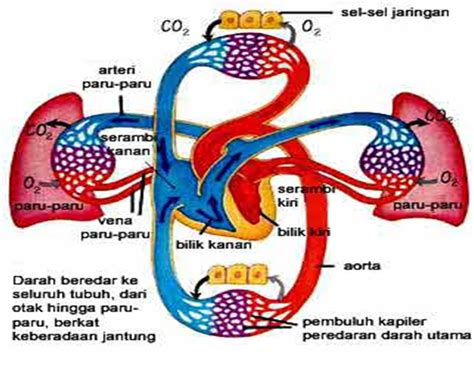 Sistem Peredaran Darah Pada Hewan Mamalia Adalah Homecare24