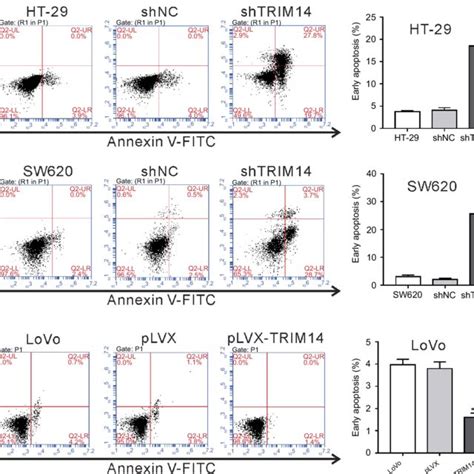 Trim Regulated The Apoptosis Of Colorectal Cancer Crc Cells A