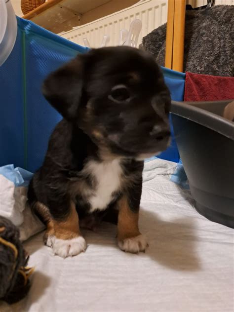 Oddam szczeniaki w dobre ręce Kolonia Świdnik Mały OLX pl