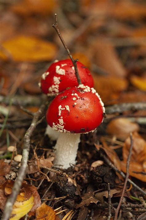 Pilz Pilze Wald Kostenloses Foto Auf Pixabay Pixabay