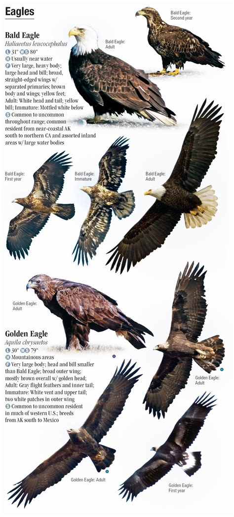 North American Birds Of Prey Identification