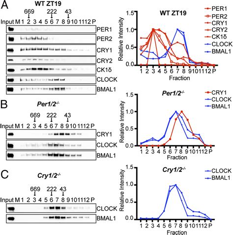 Molecular Mechanism Of The Repressive Phase Of The Mammalian Circadian