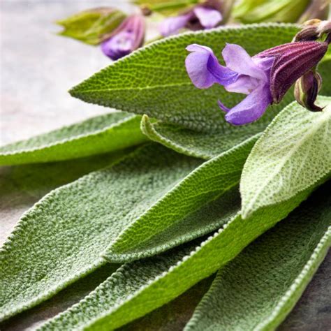 C Mo Hacer Aceite Esencial De Salvia Pasos