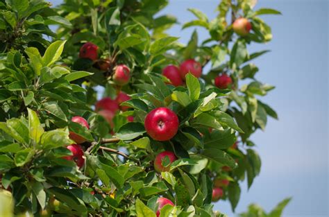 Free Images Branch Blossom Fruit Flower Food Produce Evergreen