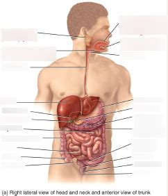 Digestive System Part 1 Diagram Quizlet