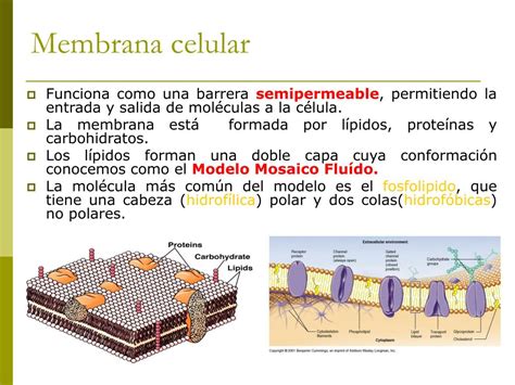 PPT La Membrana Biológica y Mecanismos de Transporte PowerPoint