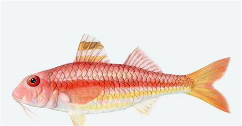 Mar A Alonso Rodr Guez Salmonete De Roca Mullus Surmuletus Ilustra