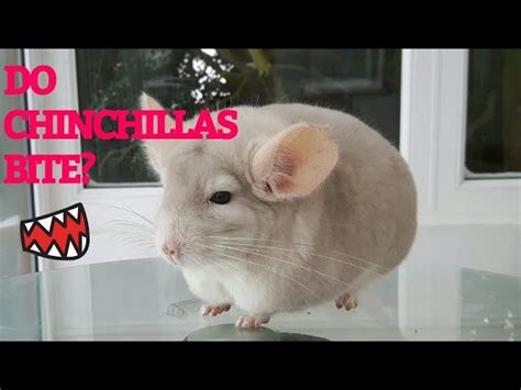 Do Pet Chinchillas Bite