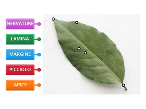 Le Parti Della Foglia Labelled Diagram